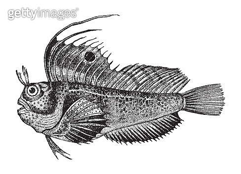 Butterfly blenny (Blennius ocellaris) - vintage engraved illustration ...