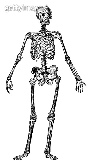 Human skeleton - vintage engraved illustration (1378932684) - 게티이미지뱅크
