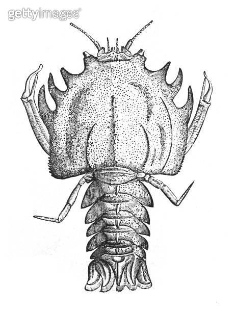 Eryon - extinct decapod crustaceans animal (Jurassic period 199.6 ...
