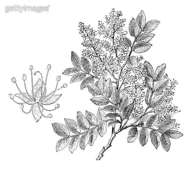 Diesel tree (Copaifera Langsdorffii) - Vintage engraved illustration ...