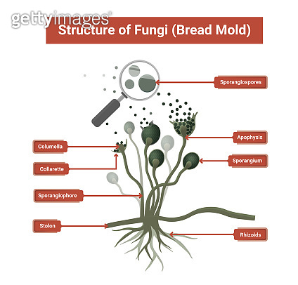 Structure of Rhizopus mold, bread mold, black fungus, illustration ...