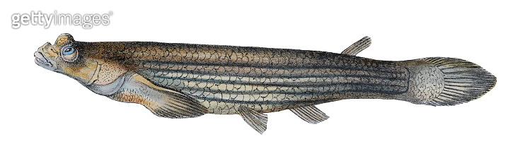 Largescale four-eyed fish or foureye fish (Anableps anableps) - vintage ...