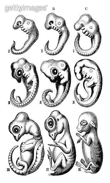 Embryo growing stages - A. turtle B. chicken C. rabbit - Vintage ...