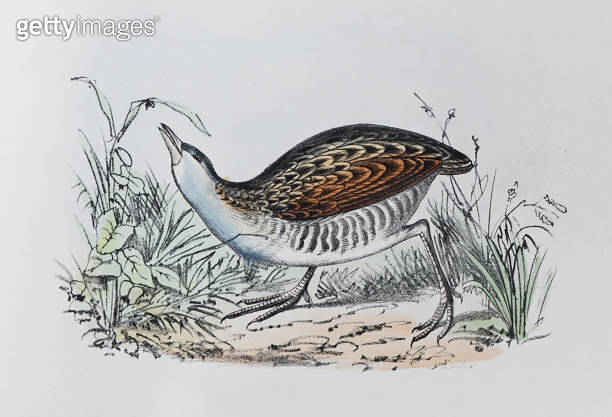 Corn crake, corncrake or landrail (Crex crex) - vintage color ...