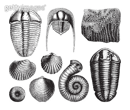 Shell fossil collection (Cambrian period) - vintage illustration 이미지 ...