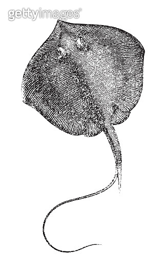 Common skate or blue skate (Dipturus batis) - vintage illustration 이미지 ...