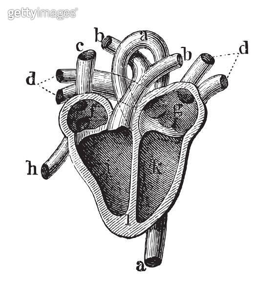 Human heart diagram (intersection) - vintage engraved illustration ...