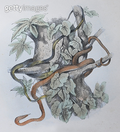 Mexican vine snake or brown vine snake (Oxybelis aeneus) and Madagascar ...