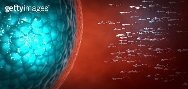Many sperm cells, slightly transparent, scientifically correct moving ...