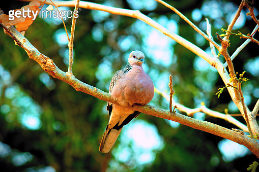 Doves are amazing animals. Their capacity to find their way home over ...