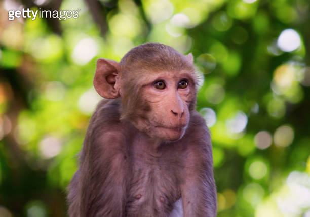 Portrait of a Monkey looking at a distance 이미지 (1401896542) - 게티이미지뱅크