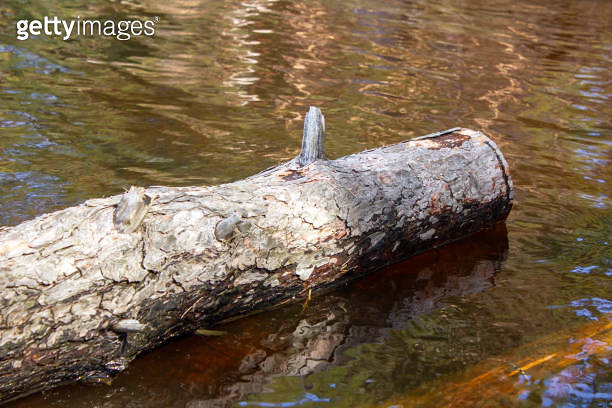A log in the water. A tree trunk that has fallen into the water.The ...