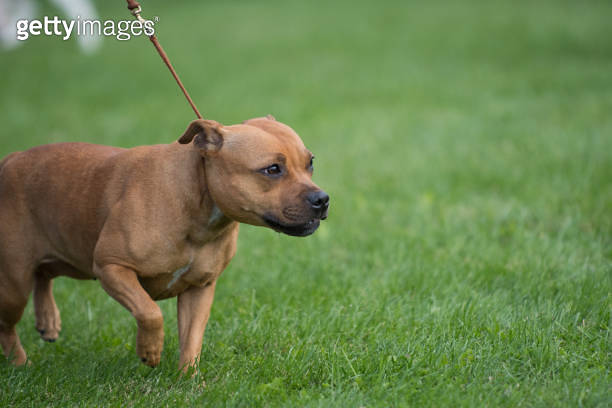 Staffordshire Bull Terrier from the side 이미지 (1390250686) - 게티이미지뱅크