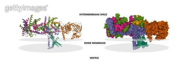 Structure of the human mitochondrial translocase of inner membrane ...