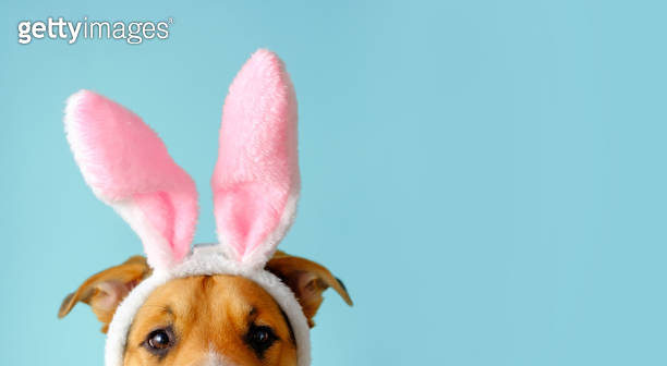 Funny dog face dressed up bunny ears. Outbred dog in easter costume ...