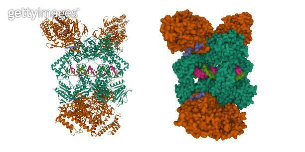 Cas1-Cas2-Csn2-DNA complex from the Type II-A CRISPR-Cas system ...