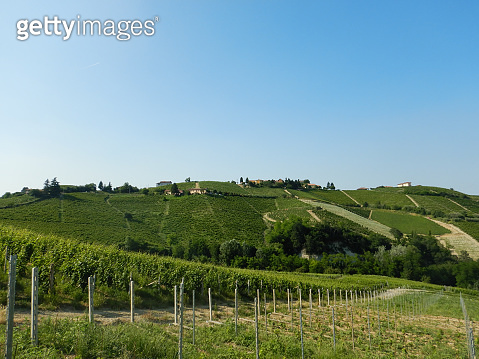 Vineyards of Muscat in the Western Langhe near Neive, Piedmont - Italy ...