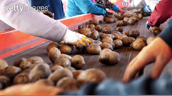 close-up. workers in gloves are sorting through potatoes manually on ...