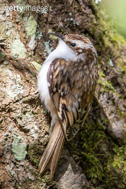 Tree Creeper on a tree 이미지 (1368078907) - 게티이미지뱅크