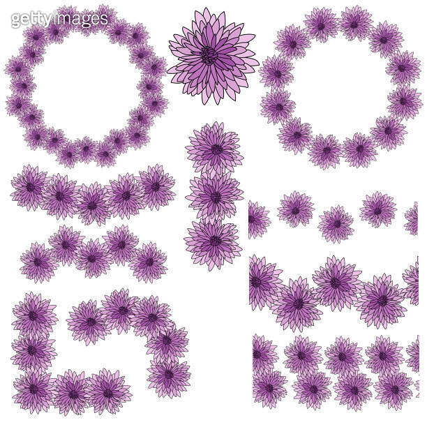 Set of frames, dividers, corners and borders of purple chrysanthemum ...