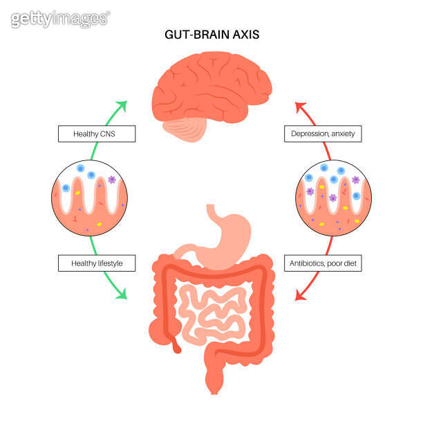 Gut brain connection 이미지 (1392030865) - 게티이미지뱅크