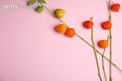 Physalis branches with colorful sepals on pink background, flat lay ...