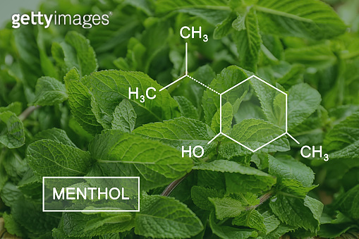 Illustration of menthol chemical formula and fresh aromatic green mint ...