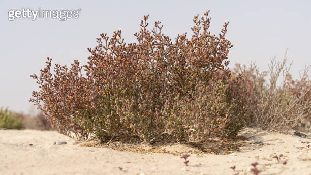Desert grass plant in Qatar,Halophyte plant Zygophyllum qatarense or ...
