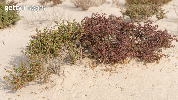Desert grass plant in Qatar,Halophyte plant Zygophyllum qatarense or ...