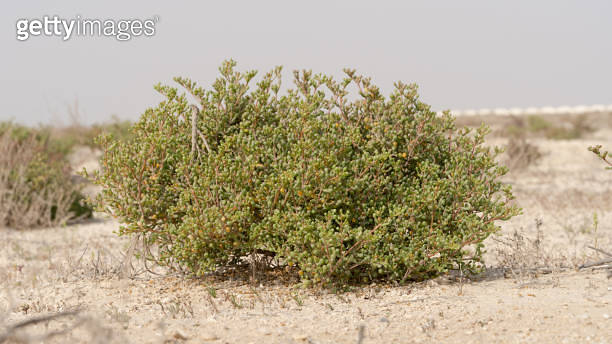 Desert grass plant in Qatar,Halophyte plant Zygophyllum qatarense or ...