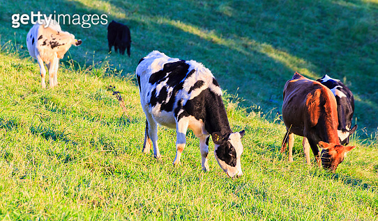 Cows Bega herd eating (1409185400) - 게티이미지뱅크