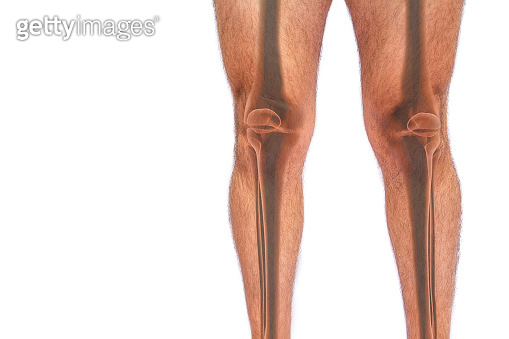 Transparent image of femur, fibula and tibia bones of a man on a white ...