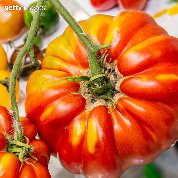 Big red ripe tomatoes on a branch. 이미지 (1371051892) - 게티이미지뱅크