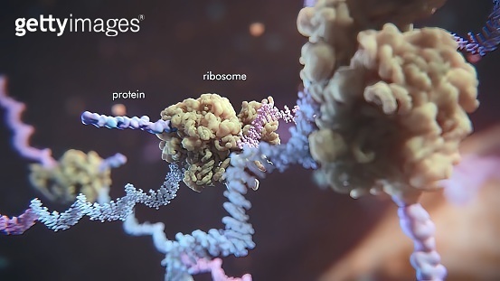 3d render illustration of Single strand ribonucleic acid. RNA research ...