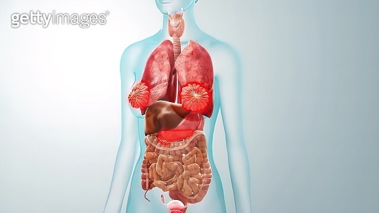 3D animated transparent female internal organs (1386469238) 일러스트, 무료 ...