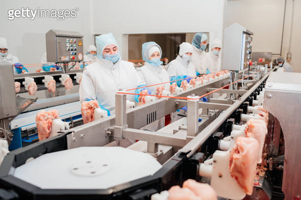 Chicken fillet production line . Factory for the production of food ...