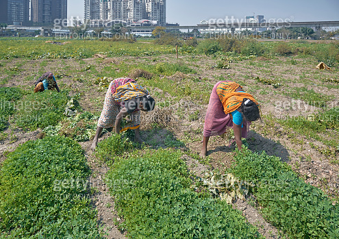 Agricultural activity in sprawling fields of Dhapa dumping ground ...