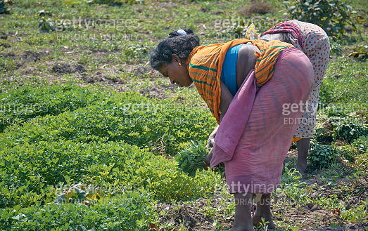 Agricultural activity in sprawling fields of Dhapa dumping ground ...