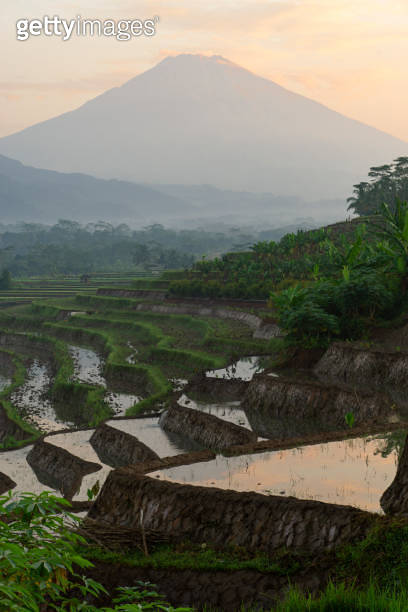 Beautiful terraced rice fields in the Kajoran Village with Mountain 이미지 ...