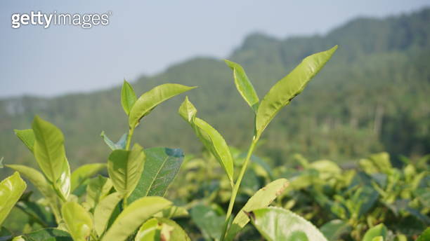 Young tea shoot in the field of tea plantations 이미지 (1412118690) - 게티이미지뱅크