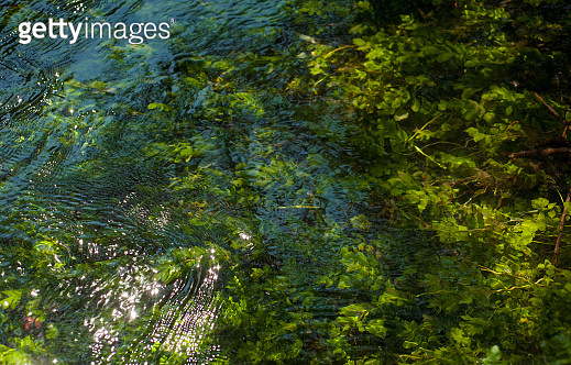 Green algae under clear water. Texture of flooded algae underwater in a ...