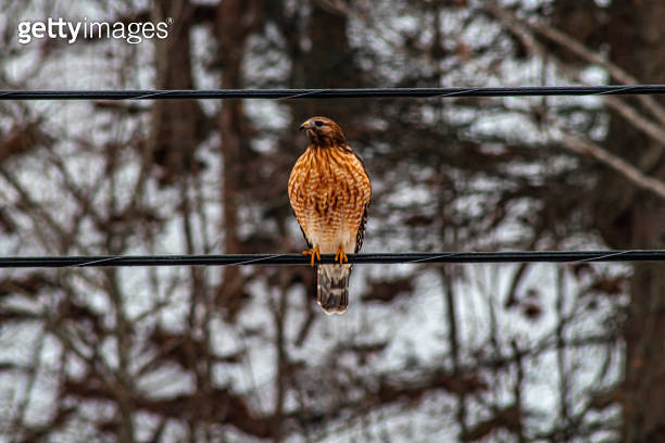Hawk on a power line 이미지 (1368359383) - 게티이미지뱅크