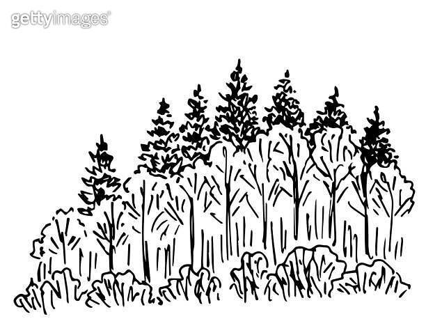 Simple black outline vector drawing. Mixed forest, coniferous and ...