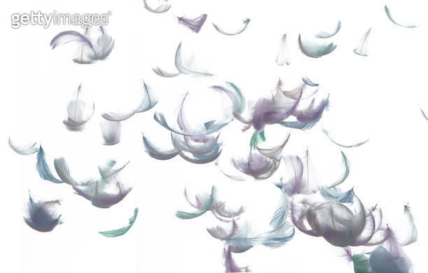Many Pastel Feather fly fall in Air over white background isolated ...
