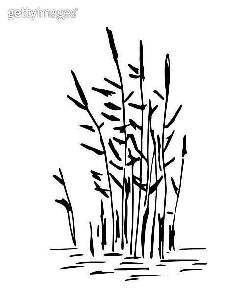 Simple black outline vector drawing. Reeds in water, vegetation, lake ...
