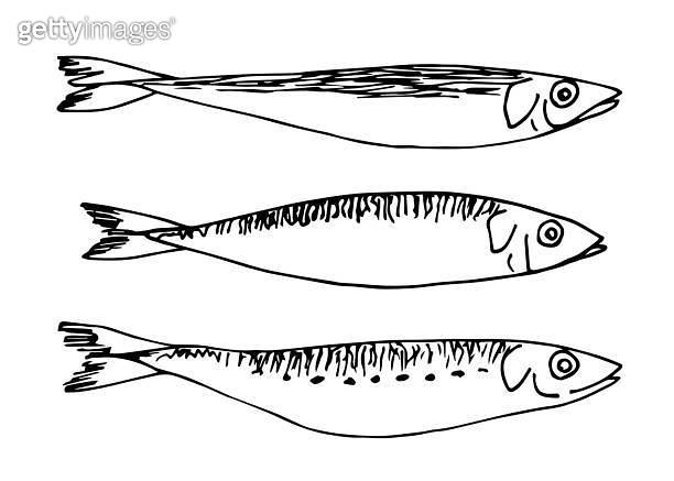 Simple hand drawn vector drawing with black outline. Sea fish, herring ...