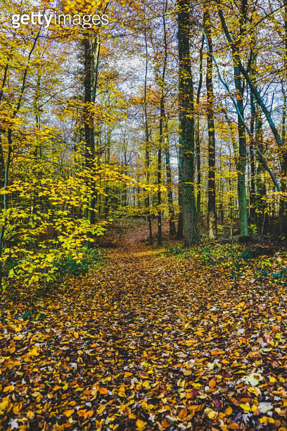 A path with leaves through a forest in autumn. 이미지 (1369654976) - 게티이미지뱅크