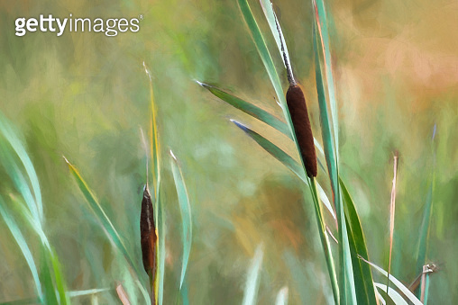 Digital painting of a wild bulrush on the moors. (1406206882) - 게티이미지뱅크