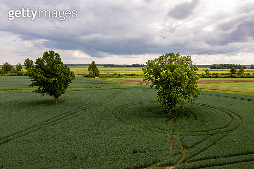aerial view on several large trees in the middle of a striped ...