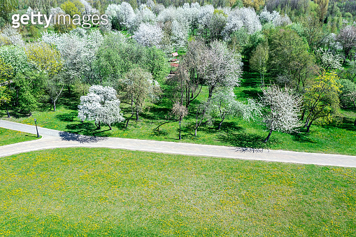 spring park landscape with blossoming fruit trees in sunny day. aerial ...